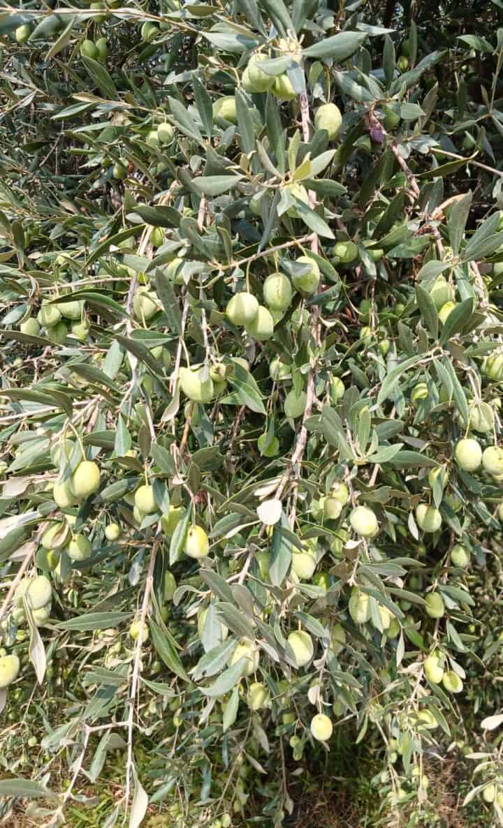 How to Cure Green Olives (With a Simple Brine Method) - Give Recipe