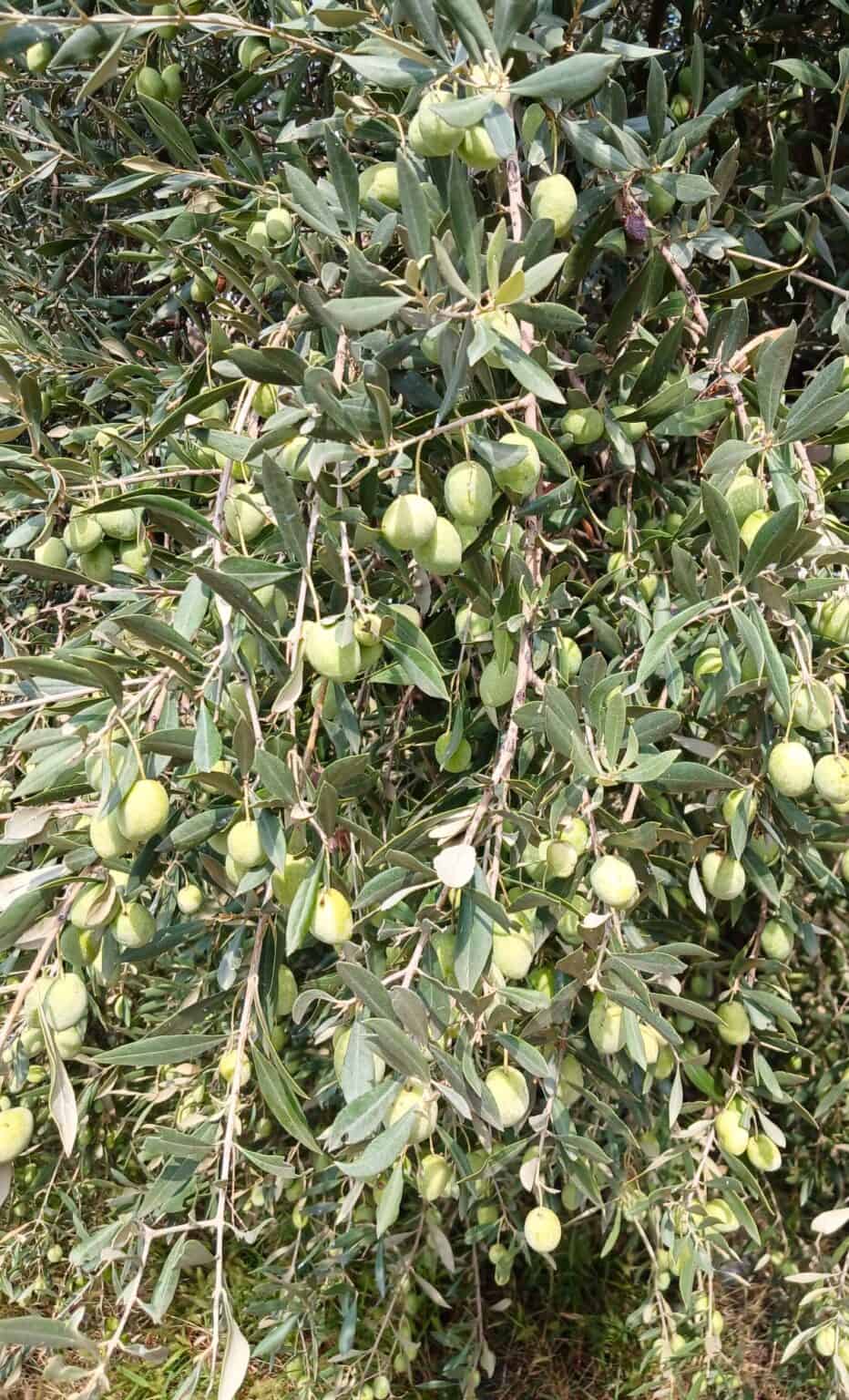 How to Cure Green Olives (With a Simple Brine Method) - Give Recipe